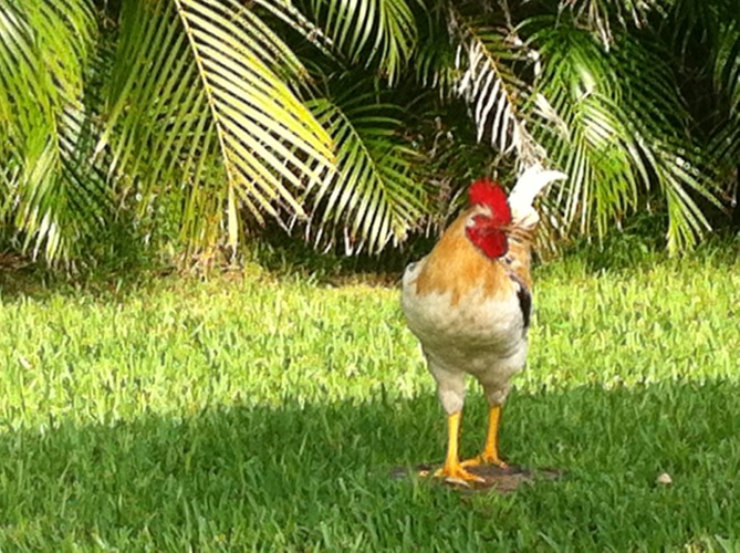 Chickens in Florida | ReFLocate.com