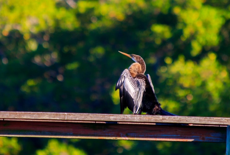 The Devil Bird – Anhinga | ReFLocate.com
