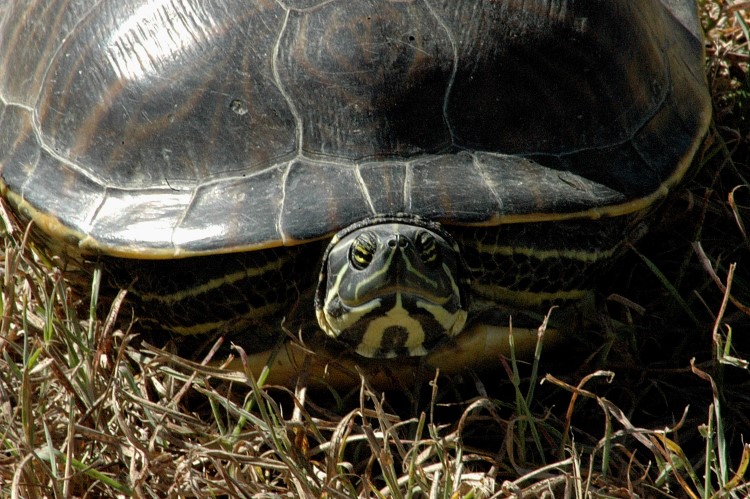 The Florida Chicken Turtle | ReFLocate.com