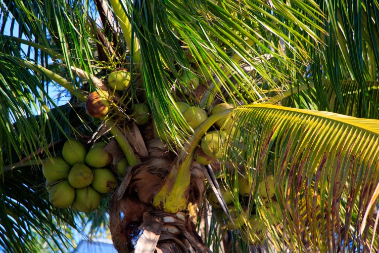 Yes, You Can Grow a Coconut Tree | ReFLocate.com
